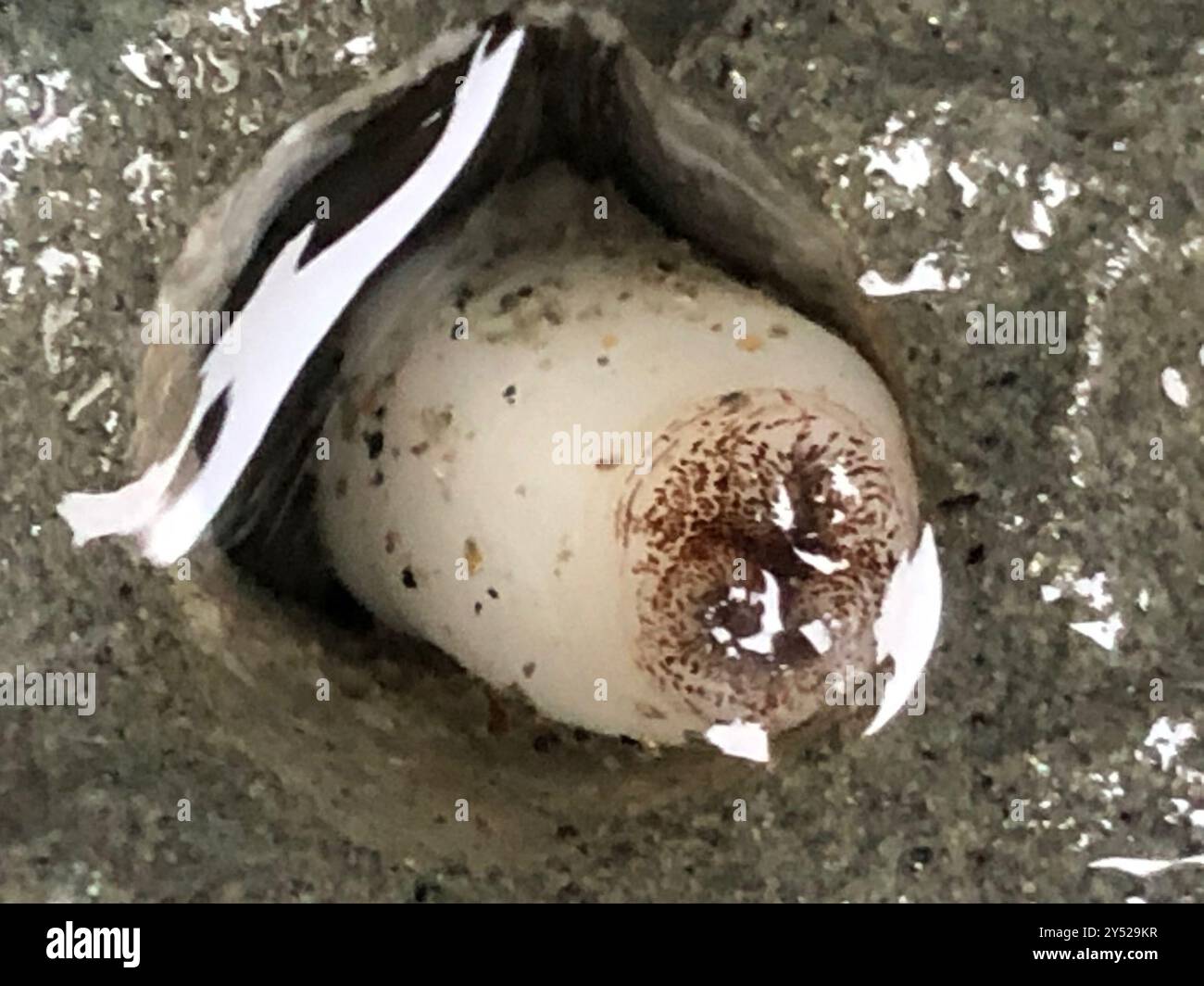 Piddocks and Angelwings (Pholadidae) Mollusca Stock Photo - Alamy