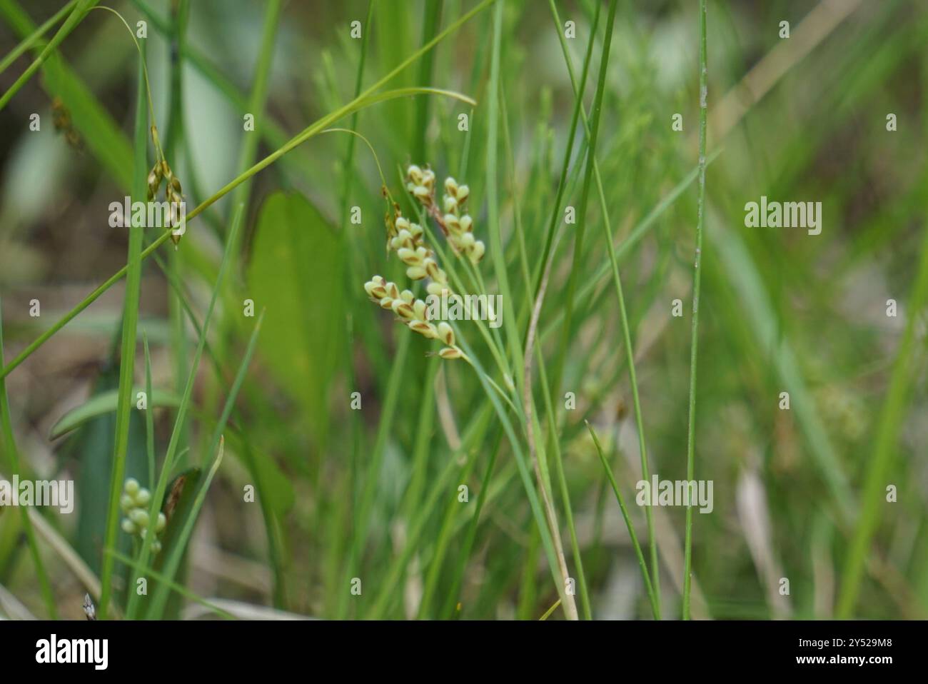 golden sedge (Carex aurea) Plantae Stock Photo - Alamy