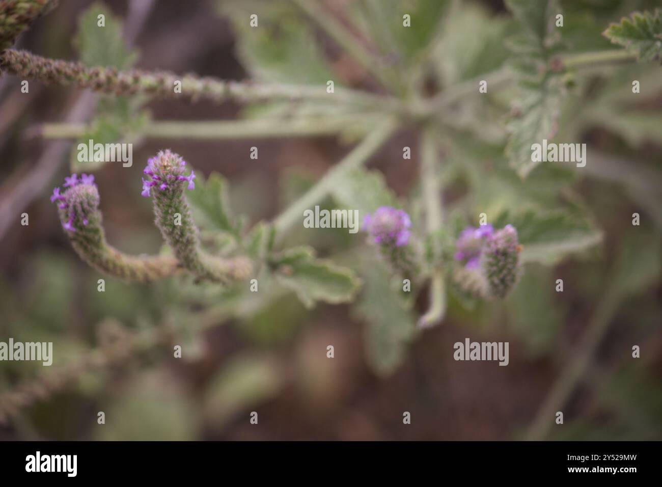 western vervain (Verbena lasiostachys) Plantae Stock Photo - Alamy