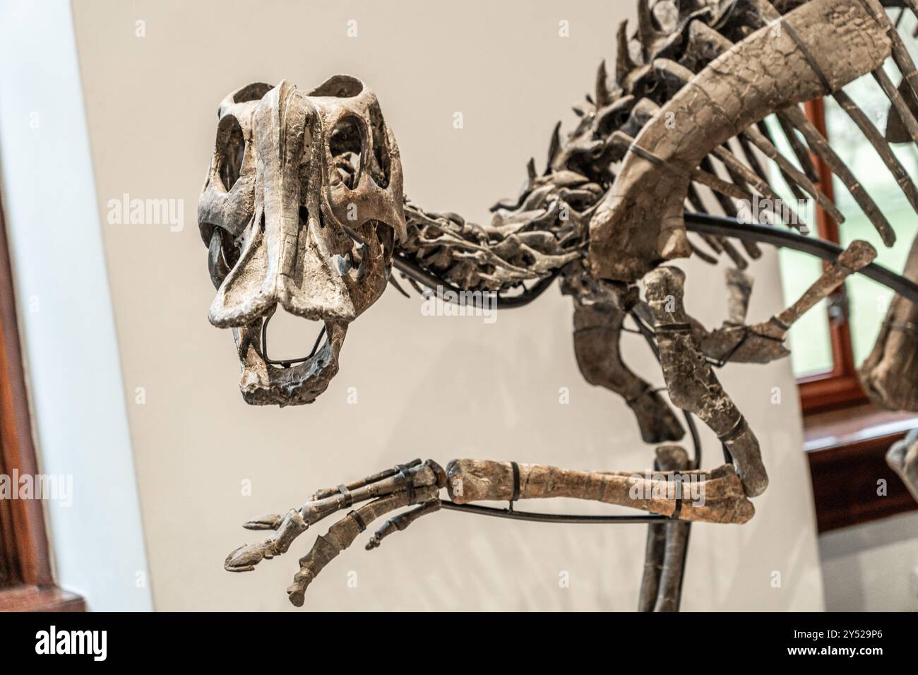 Oslo 20240920. The assembly of Norway's first two real dinosaur ...