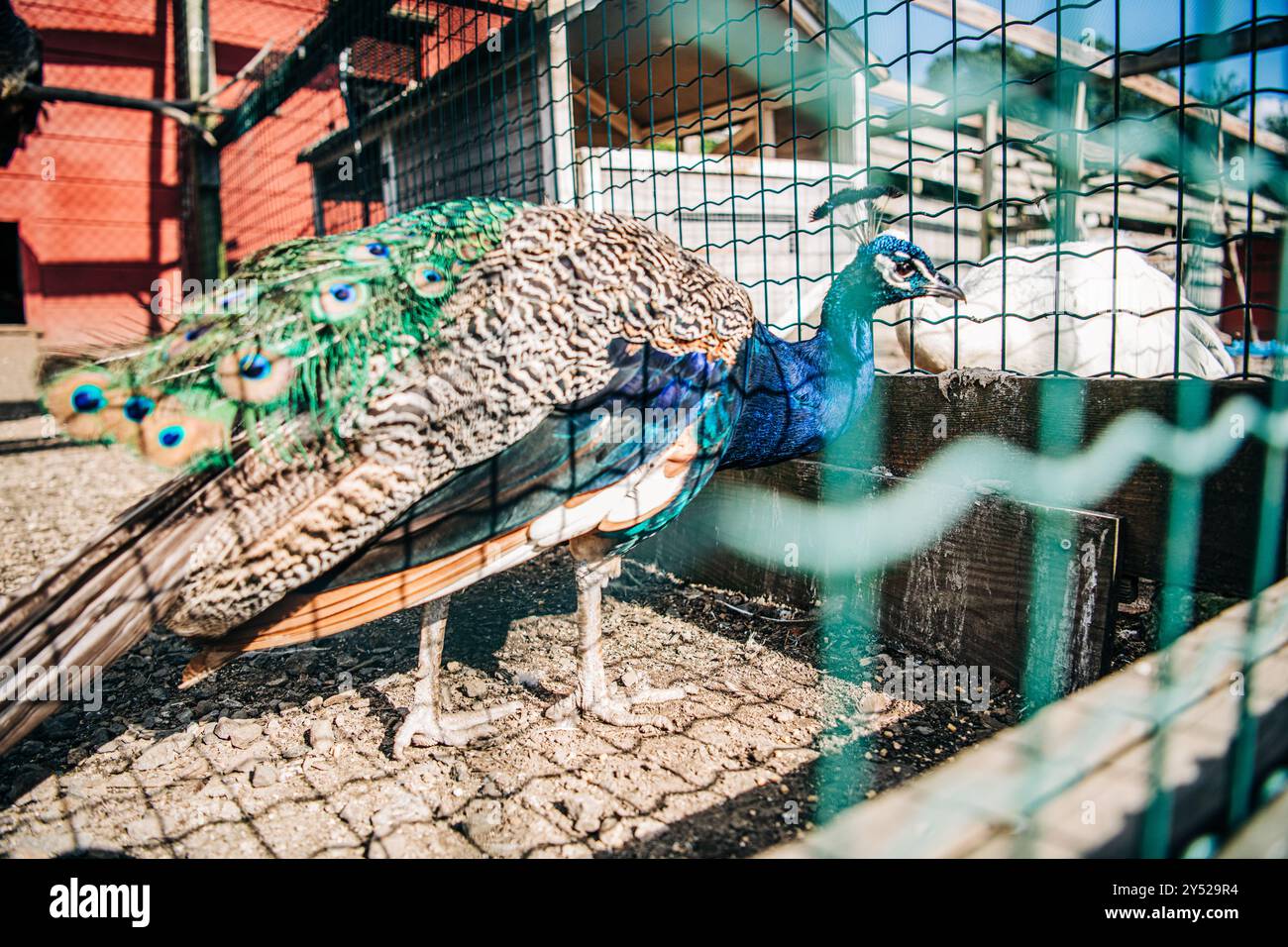 Peacock with vibrant feathers inside an outdoor enclosure Stock Photo ...