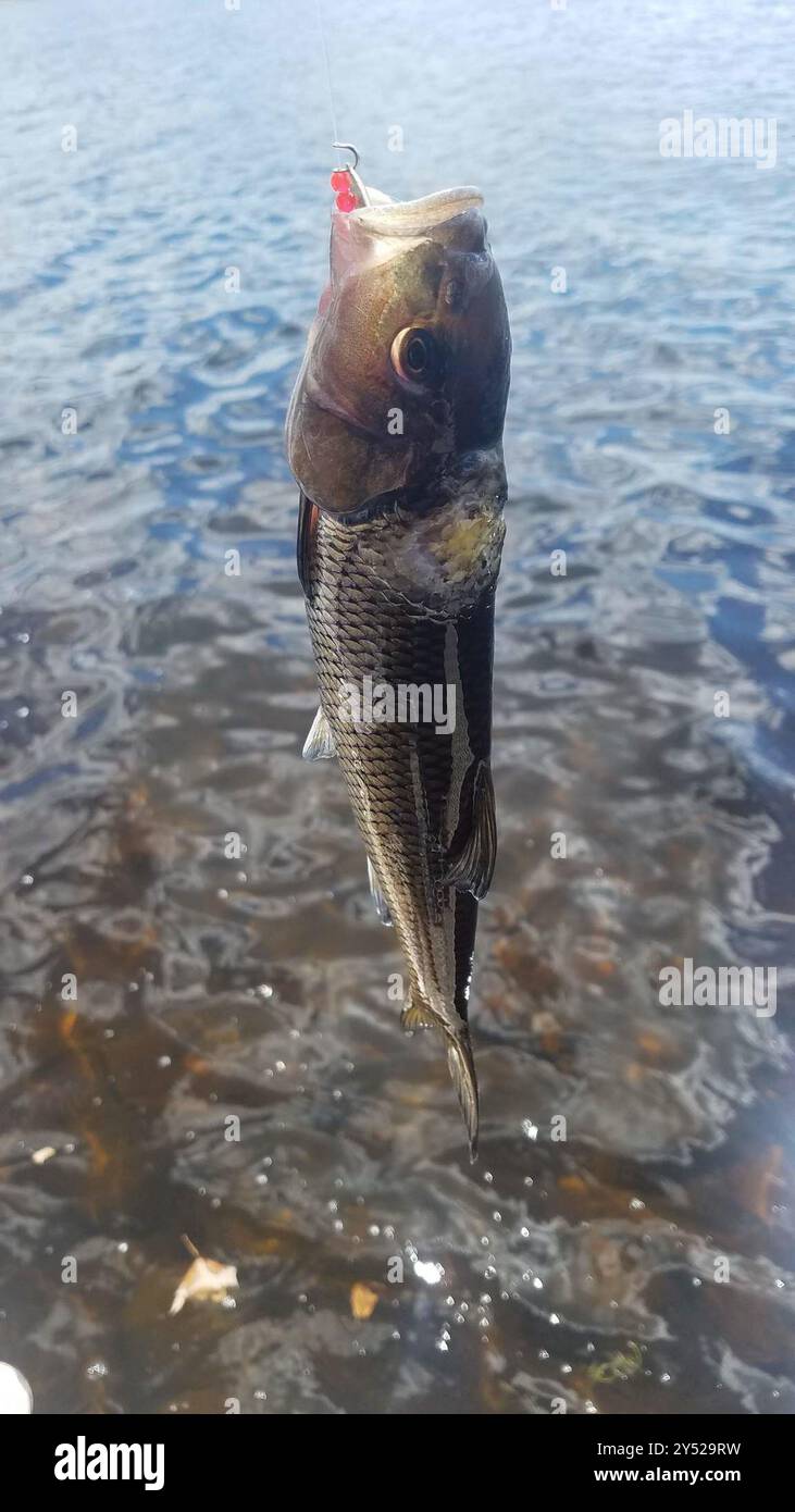 Fallfish (Semotilus corporalis) Actinopterygii Stock Photo - Alamy