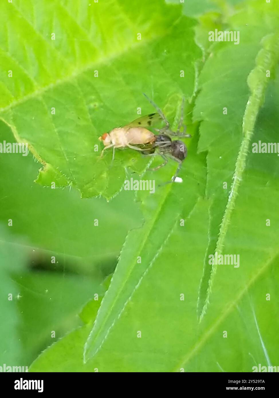 Spiders (Araneae) Arachnida Stock Photo - Alamy