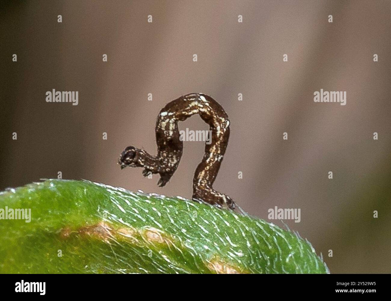 Geometer Moths (Geometridae) Insecta Stock Photo - Alamy