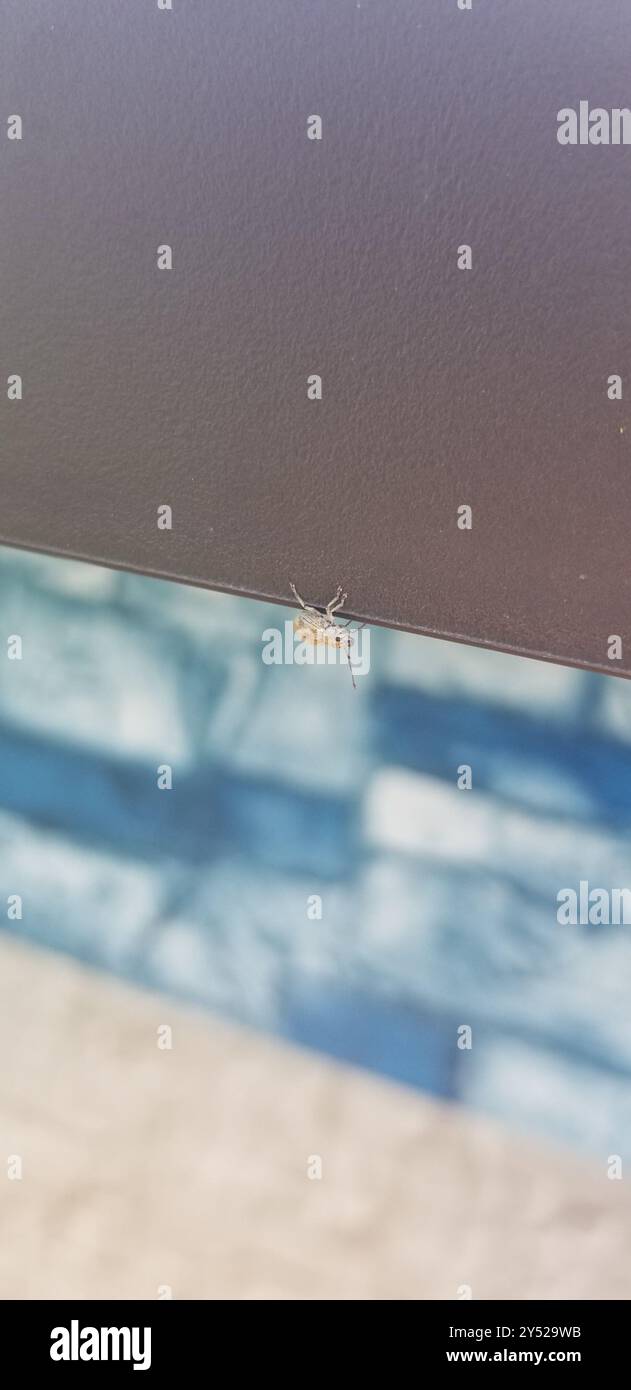 Imported Long-horned Weevil (Calomycterus setarius) Insecta Stock Photo ...