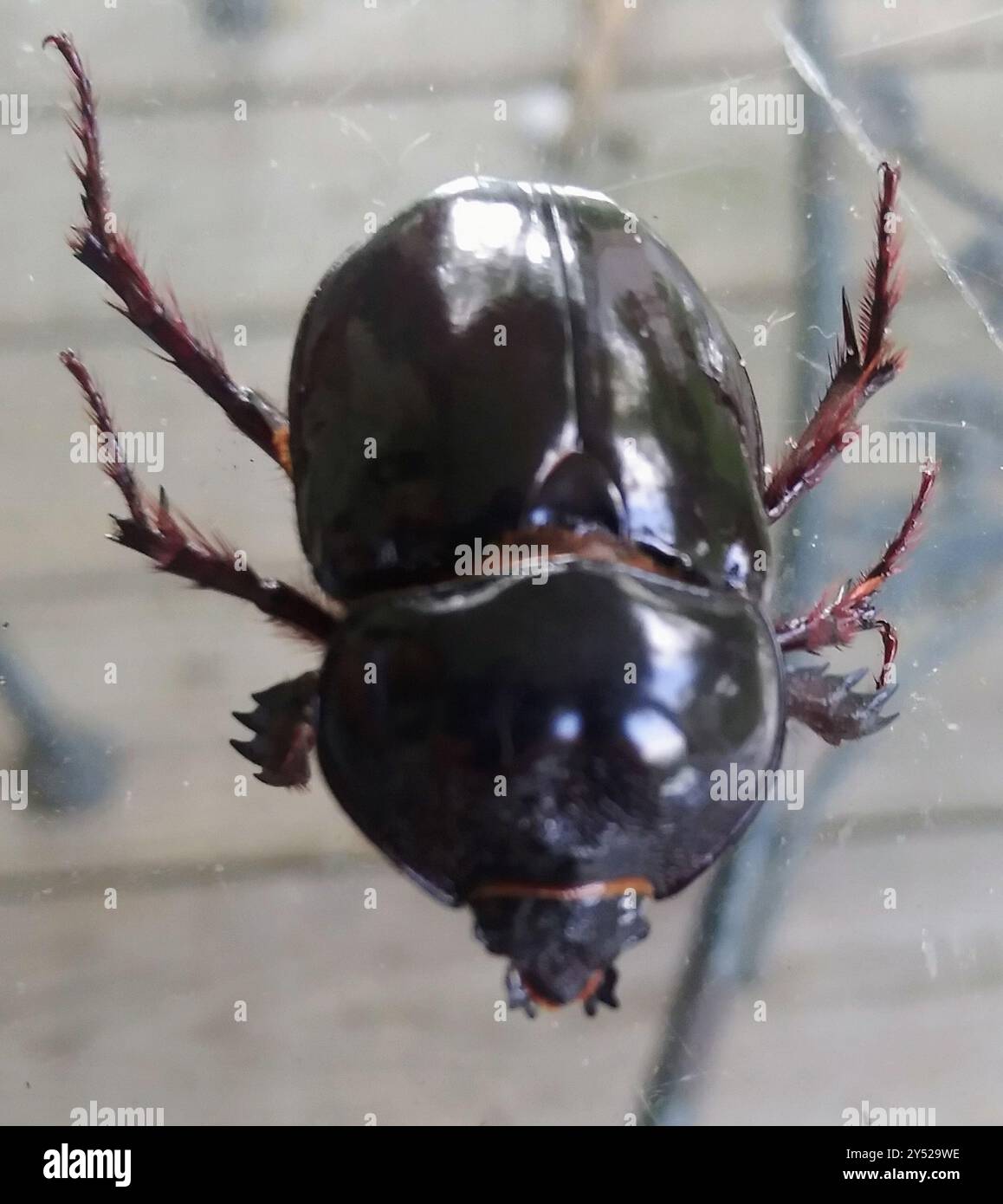Smooth Ox Beetle (Strategus antaeus) Insecta Stock Photo - Alamy