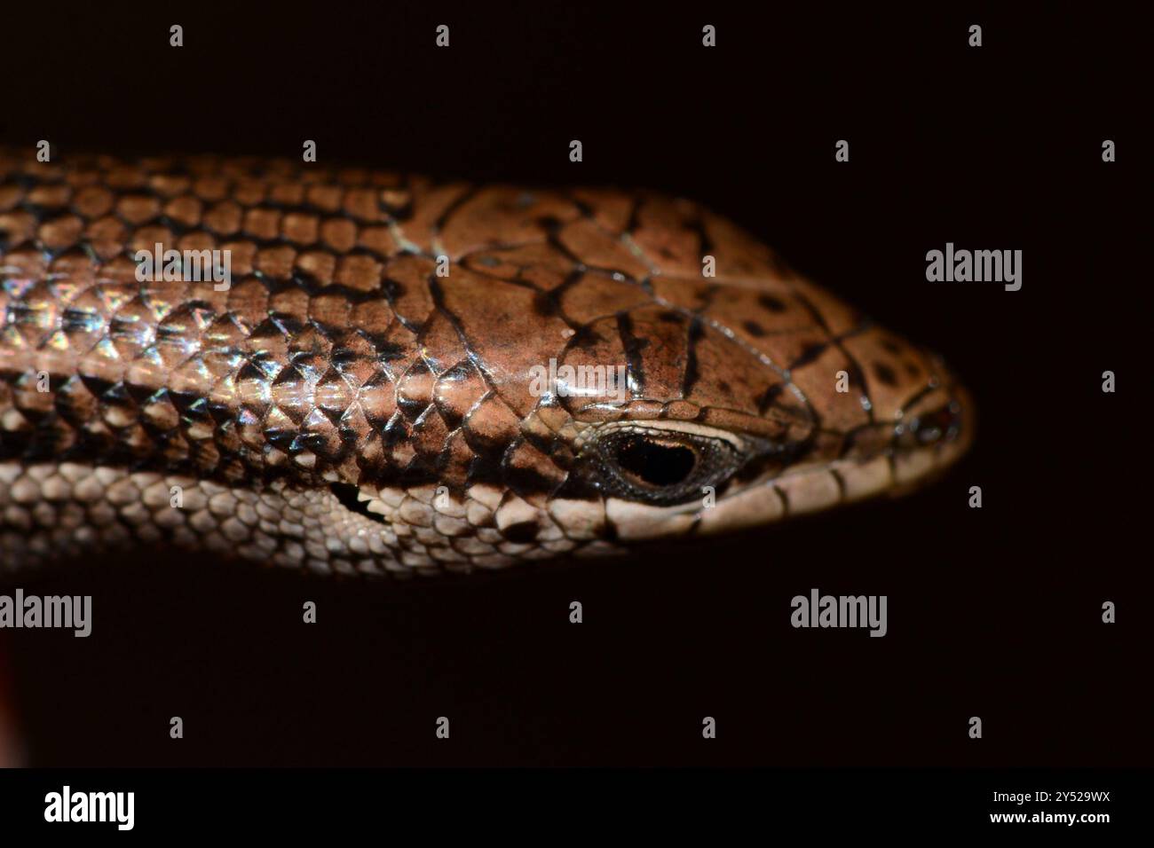 Smooth Variable Skink (Trachylepis laevigata) Reptilia Stock Photo - Alamy
