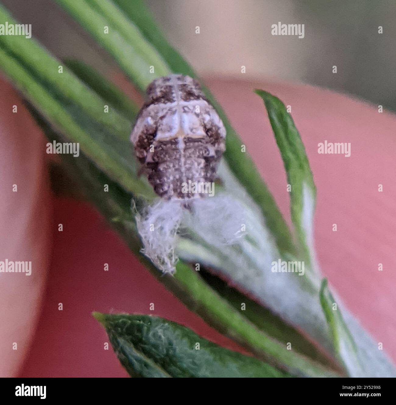 Two-striped Planthopper (Acanalonia bivittata) Insecta Stock Photo - Alamy