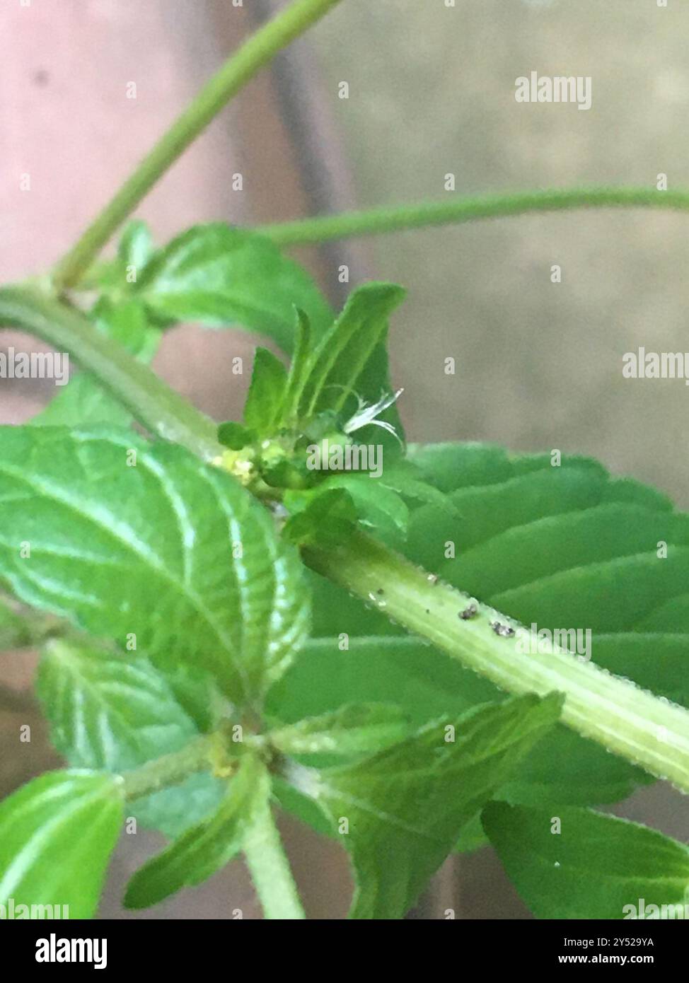 three-seeded mercuries (Acalypha) Plantae Stock Photo - Alamy