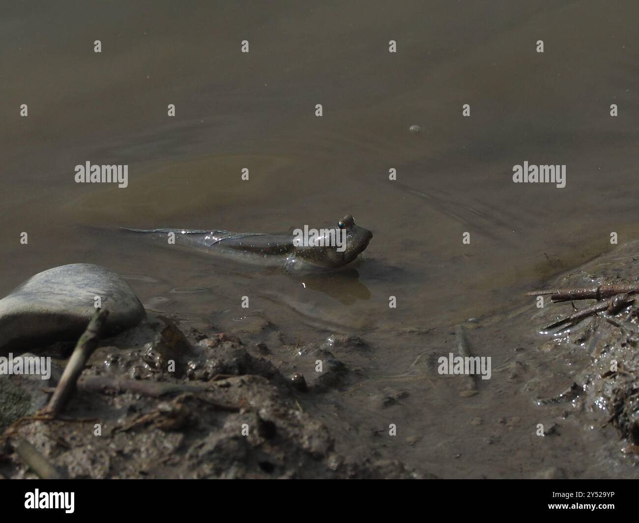 Great Blue-spotted Mudskipper (Boleophthalmus pectinirostris ...