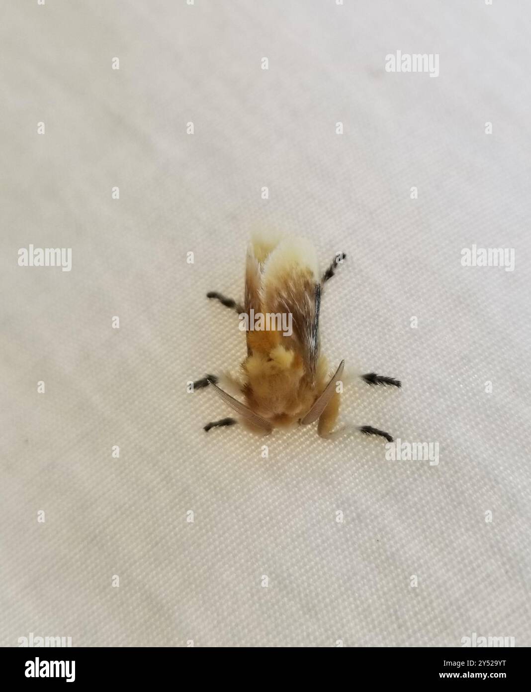 Southern Flannel Moth (Megalopyge opercularis) Insecta Stock Photo - Alamy