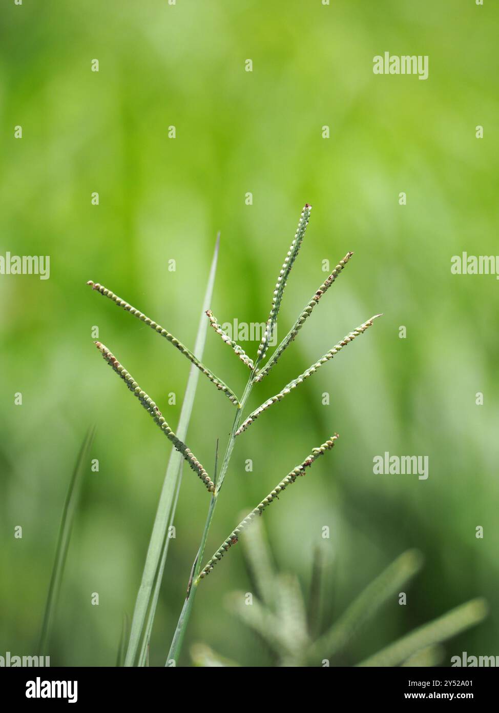 Taranui (Paspalum orbiculare) Plantae Stock Photo - Alamy