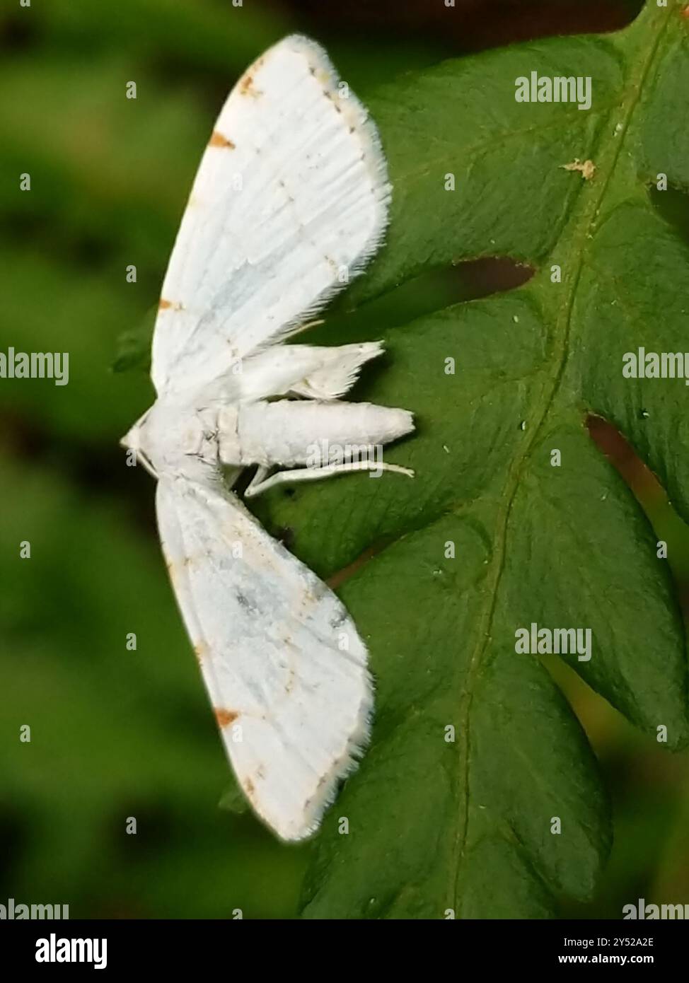 Lesser Maple Spanworm Moth (Macaria pustularia) Insecta Stock Photo - Alamy