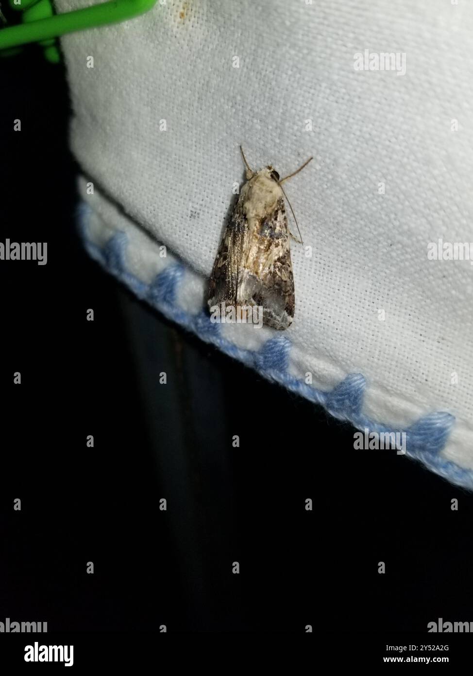 Yellow-striped Armyworm Moth (Spodoptera ornithogalli) Insecta Stock ...