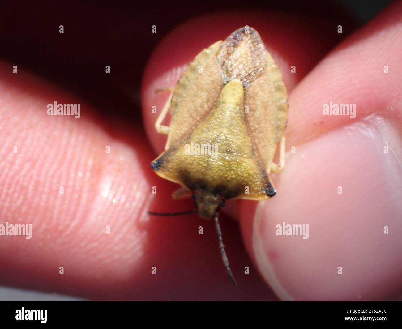 northern fruit bug (Carpocoris fuscispinus) Insecta Stock Photo - Alamy
