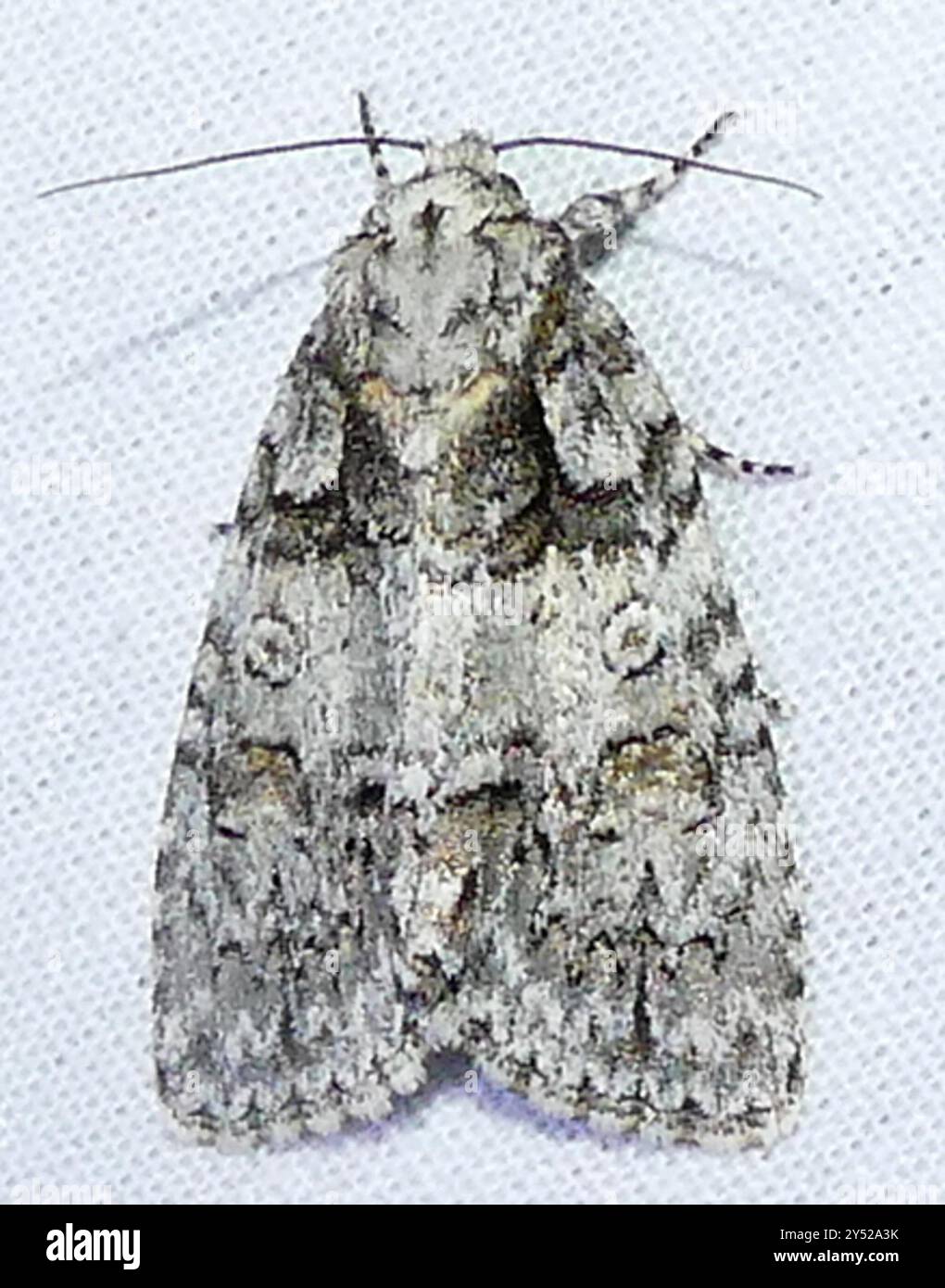 Eclipsed Oak Dagger (Acronicta increta) Insecta Stock Photo - Alamy