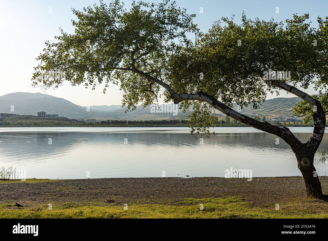 Only tree on the lake shore Stock Photo - Alamy