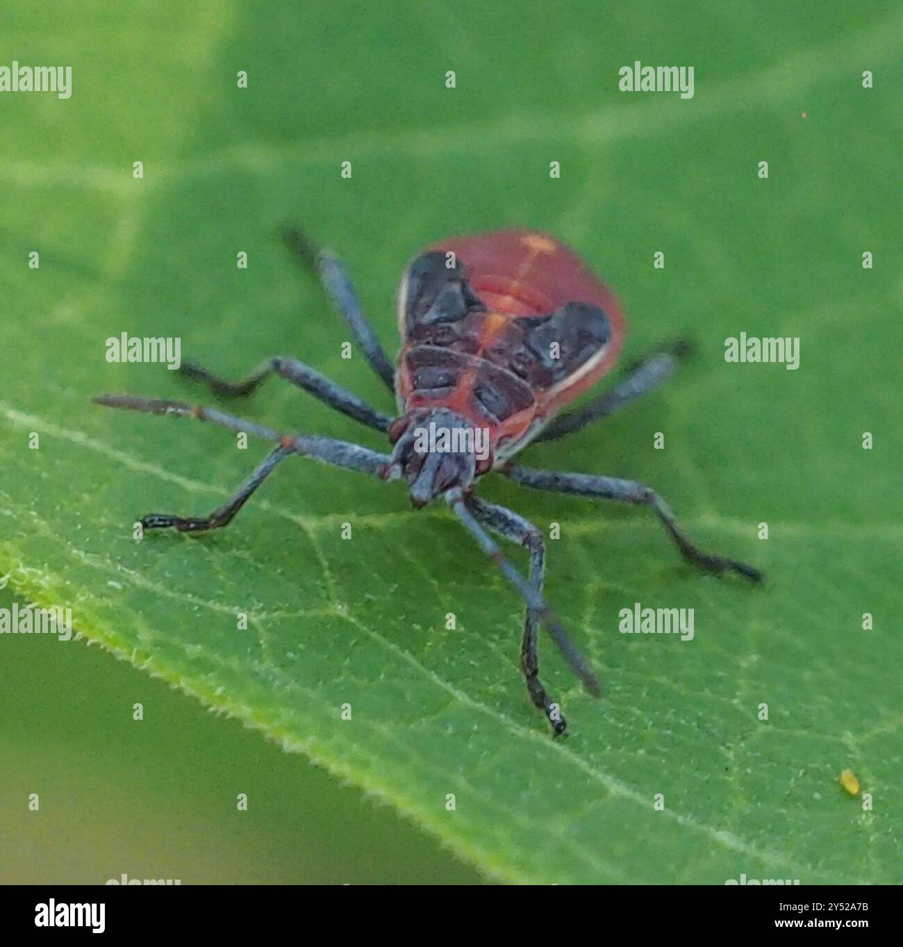 Eastern Boxelder Bug (Boisea trivittata) Insecta Stock Photo - Alamy