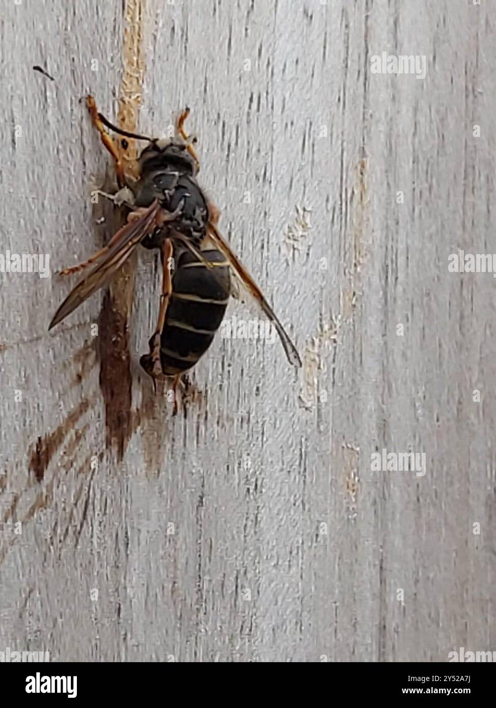 Hornets and Yellowjackets (Vespinae) Insecta Stock Photo - Alamy