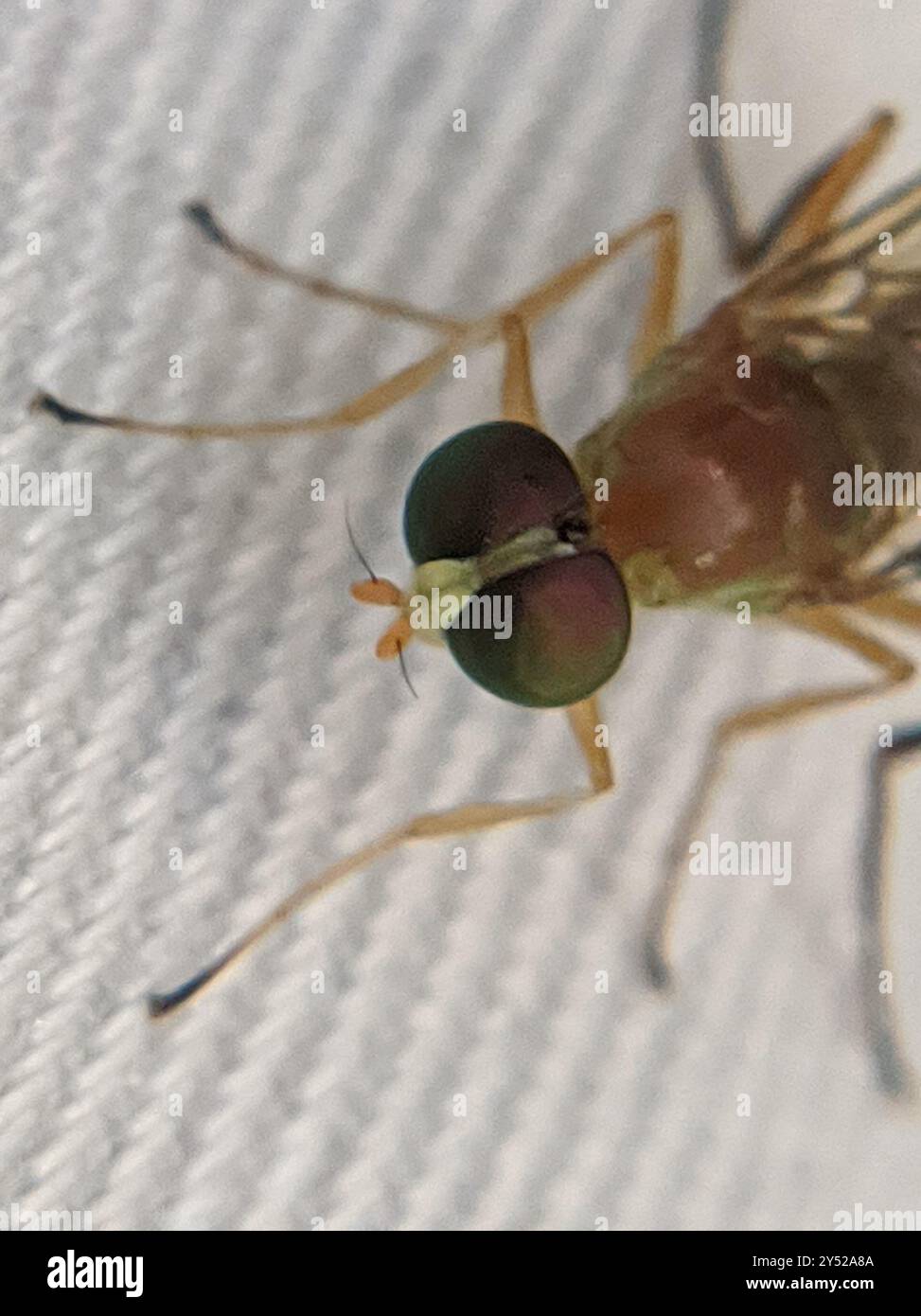 Compost Fly (Ptecticus trivittatus) Insecta Stock Photo - Alamy