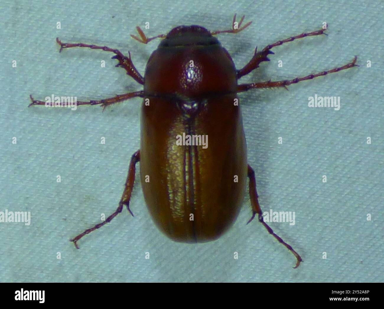 May Beetles (Phyllophaga) Insecta Stock Photo - Alamy