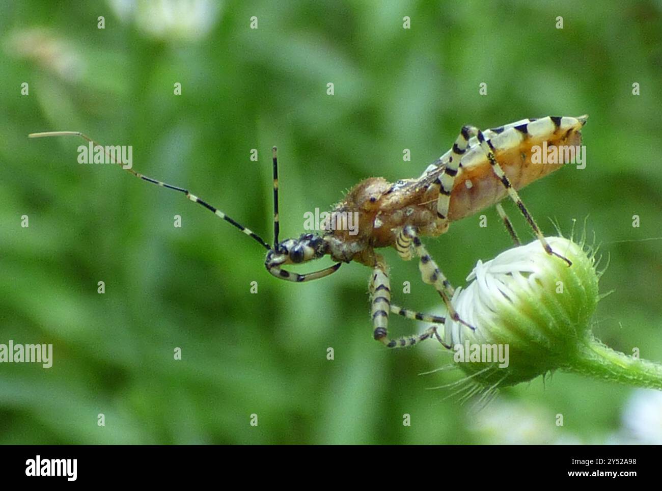 Ringed Assassin Bug (Pselliopus cinctus) Insecta Stock Photo - Alamy