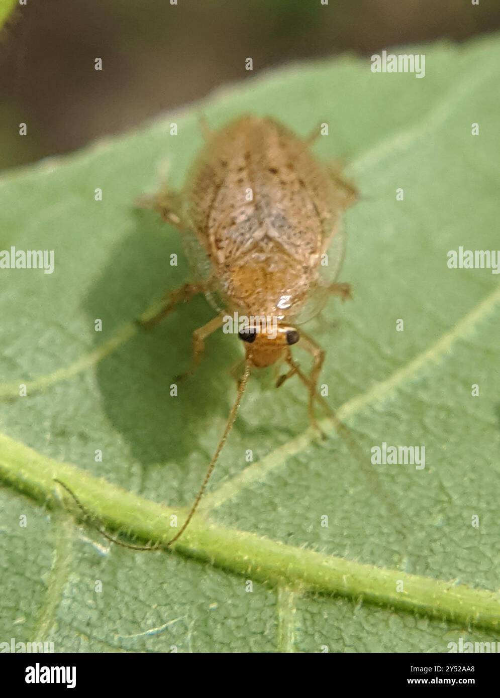 Tawny Cockroach (Ectobius pallidus) Insecta Stock Photo - Alamy