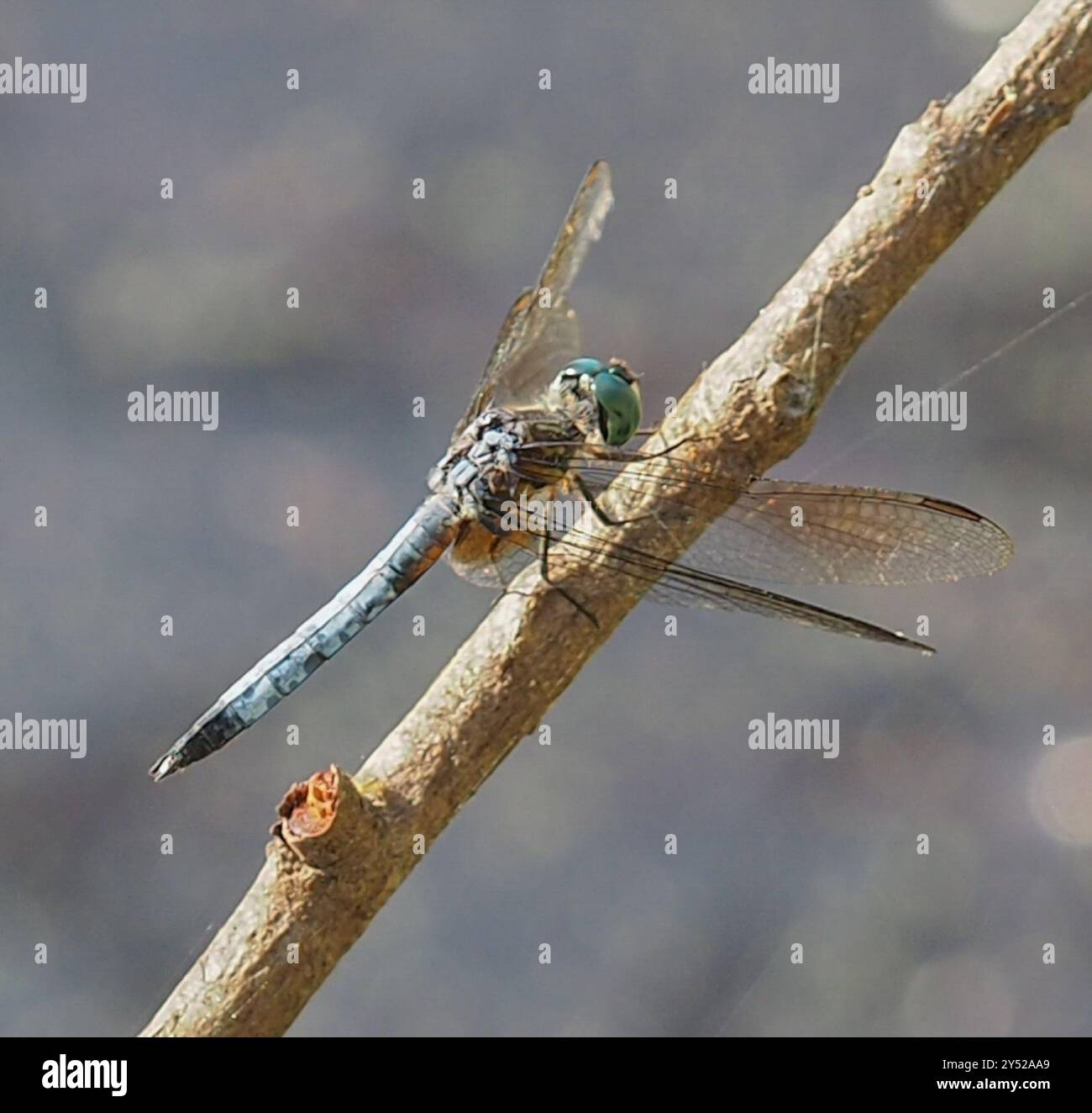 Blue Dasher (Pachydiplax longipennis) Insecta Stock Photo - Alamy