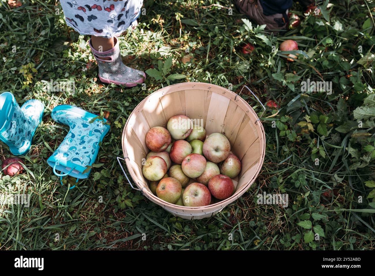 Visiting an Apple Orchard in the Fall Stock Photo - Alamy
