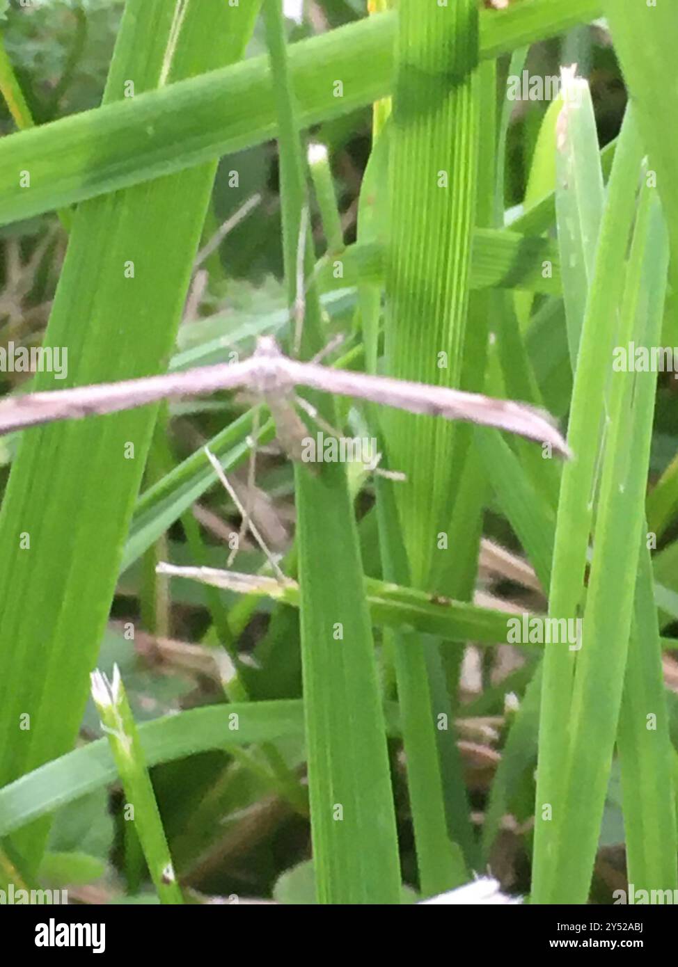 Plume Moths (Pterophoridae) Insecta Stock Photo - Alamy