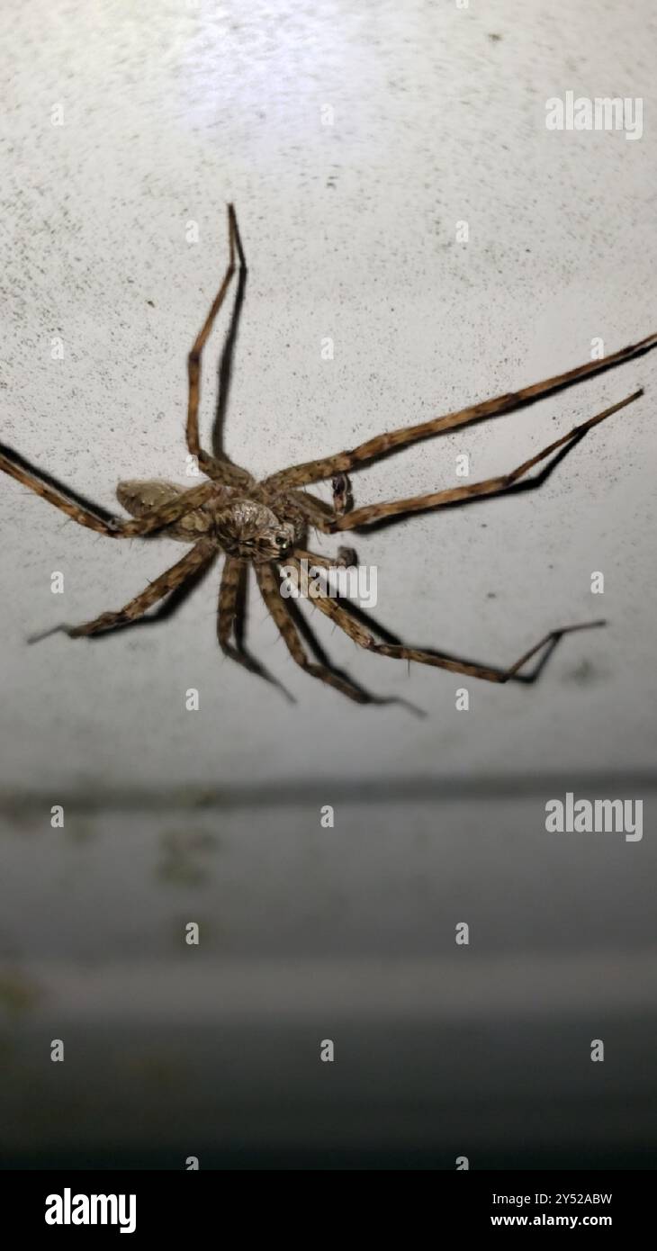 White-banded Fishing Spider (Dolomedes albineus) Arachnida Stock Photo ...