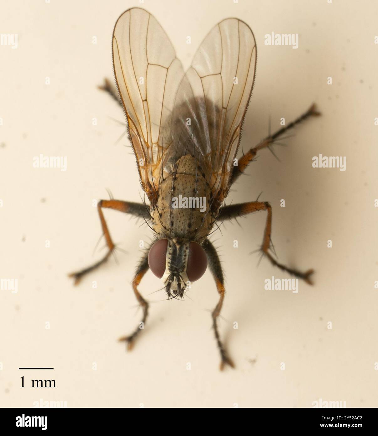 Common Tiger Fly (Coenosia tigrina) Insecta Stock Photo - Alamy