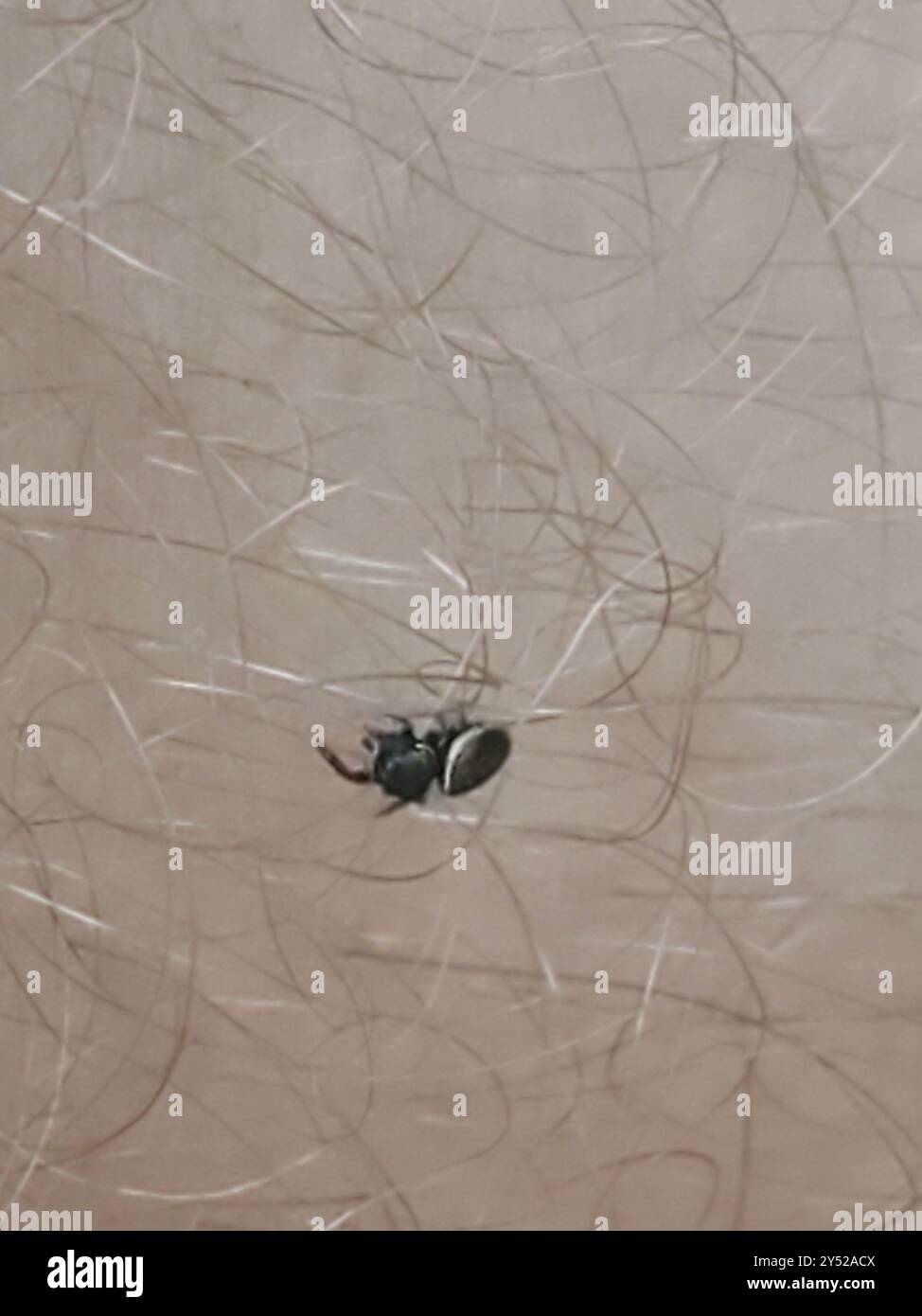 Leaf-beetle Jumping Spiders (Sassacus) Arachnida Stock Photo - Alamy