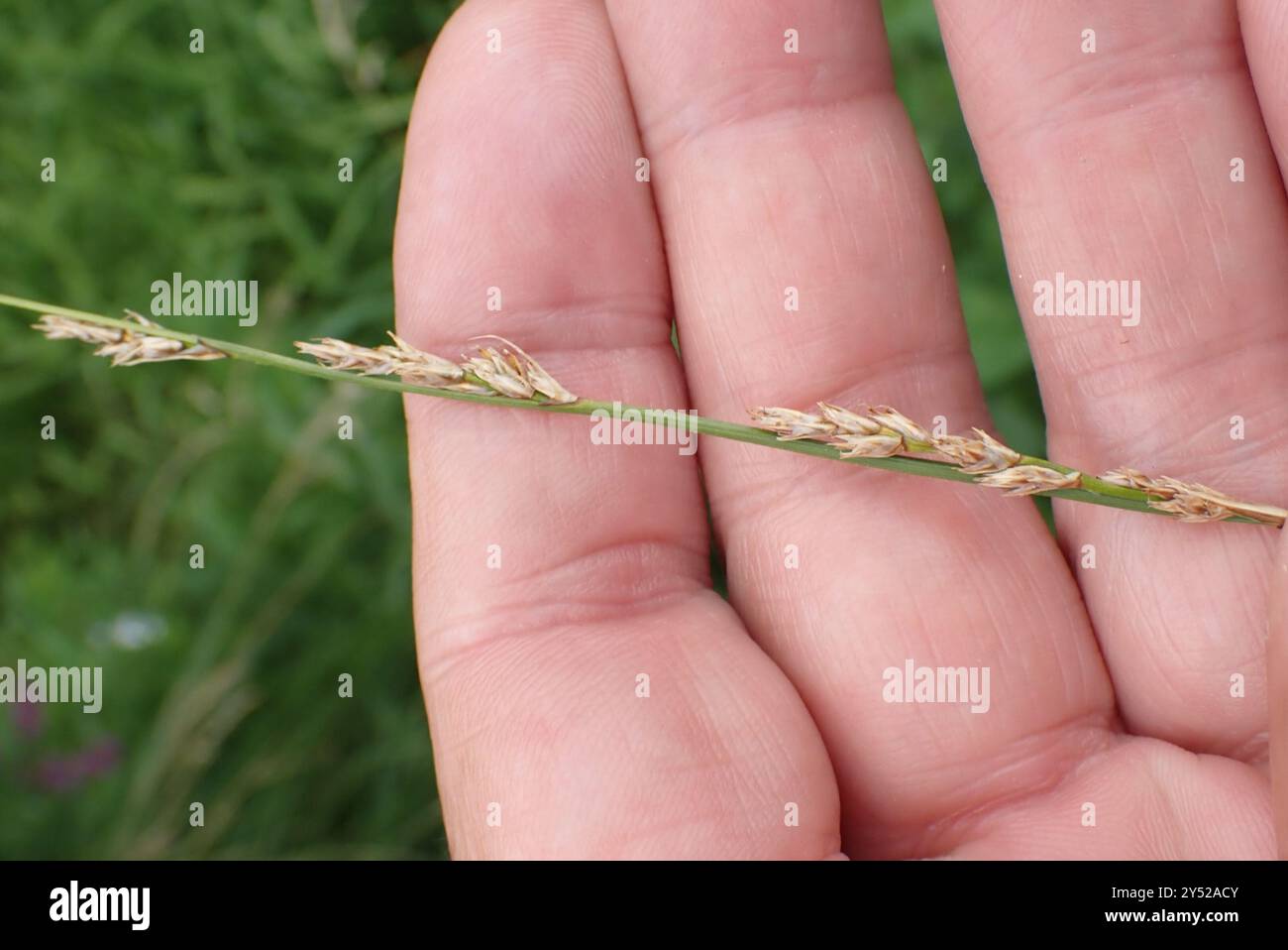 Greater tussock sedge carex paniculata hi-res stock photography and ...