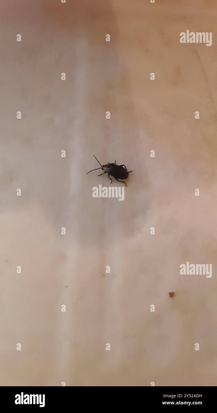 Three-spotted Flea Beetle (Disonycha triangularis) Insecta Stock Photo ...