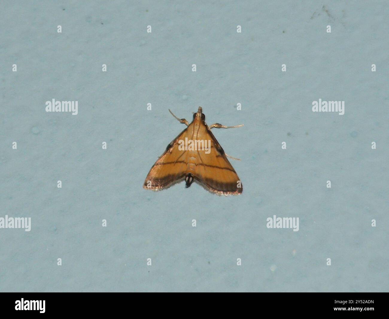 Rice Leaf-roller (Cnaphalocrocis medinalis) Insecta Stock Photo - Alamy