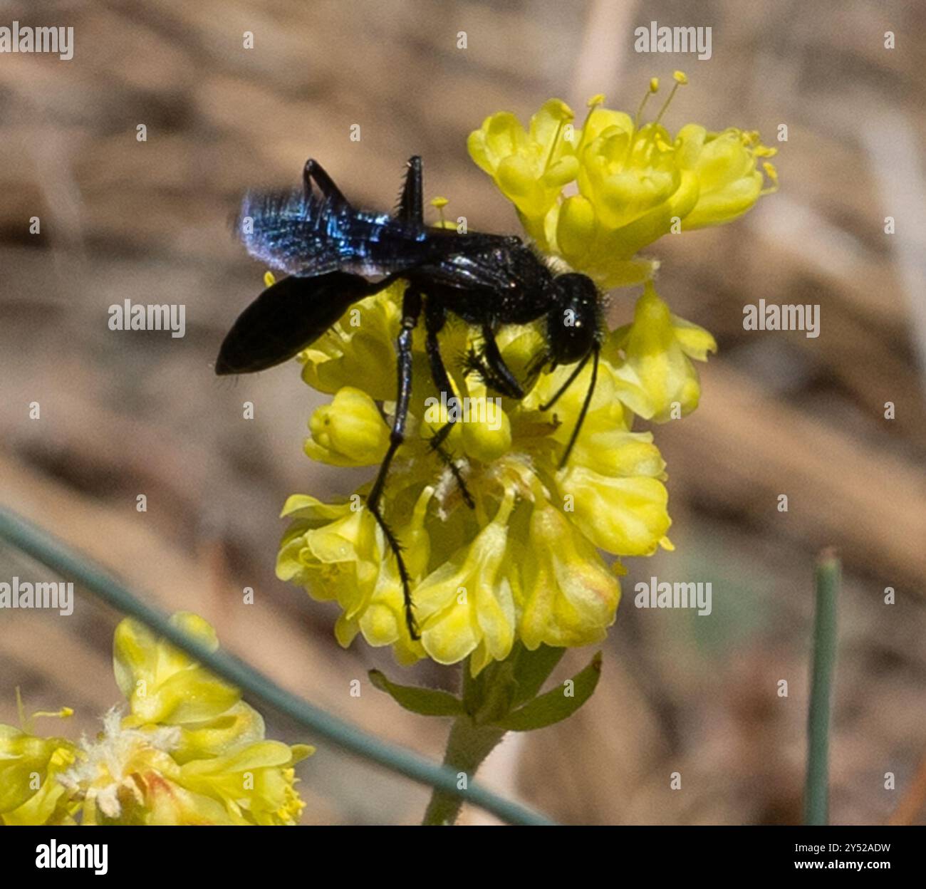 Cutworm Wasps (Podalonia) Insecta Stock Photo - Alamy