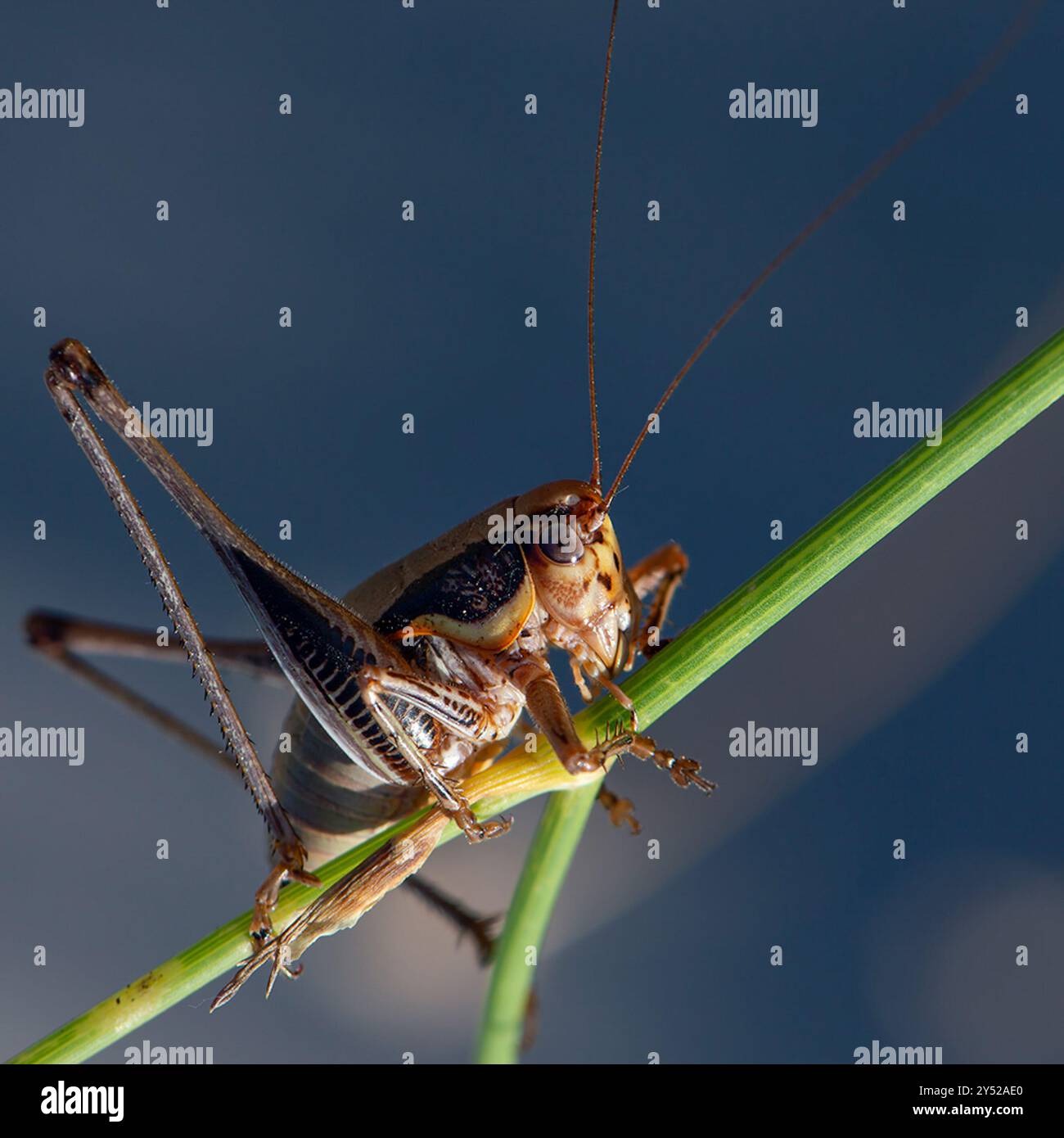 Greek Marbled Bush-cricket (Eupholidoptera megastyla) Insecta Stock ...