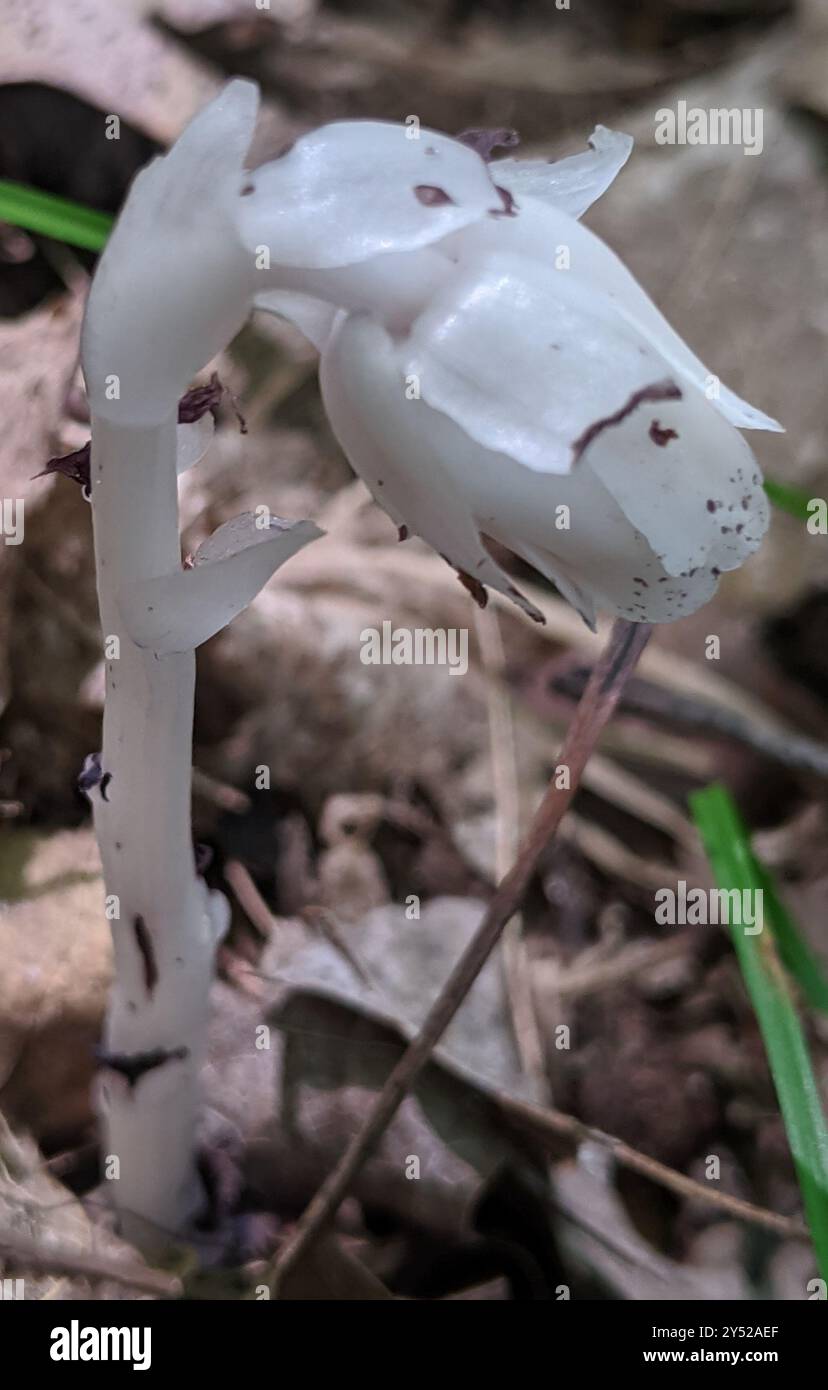 Ghost Pipe (Monotropa uniflora) Plantae Stock Photo - Alamy