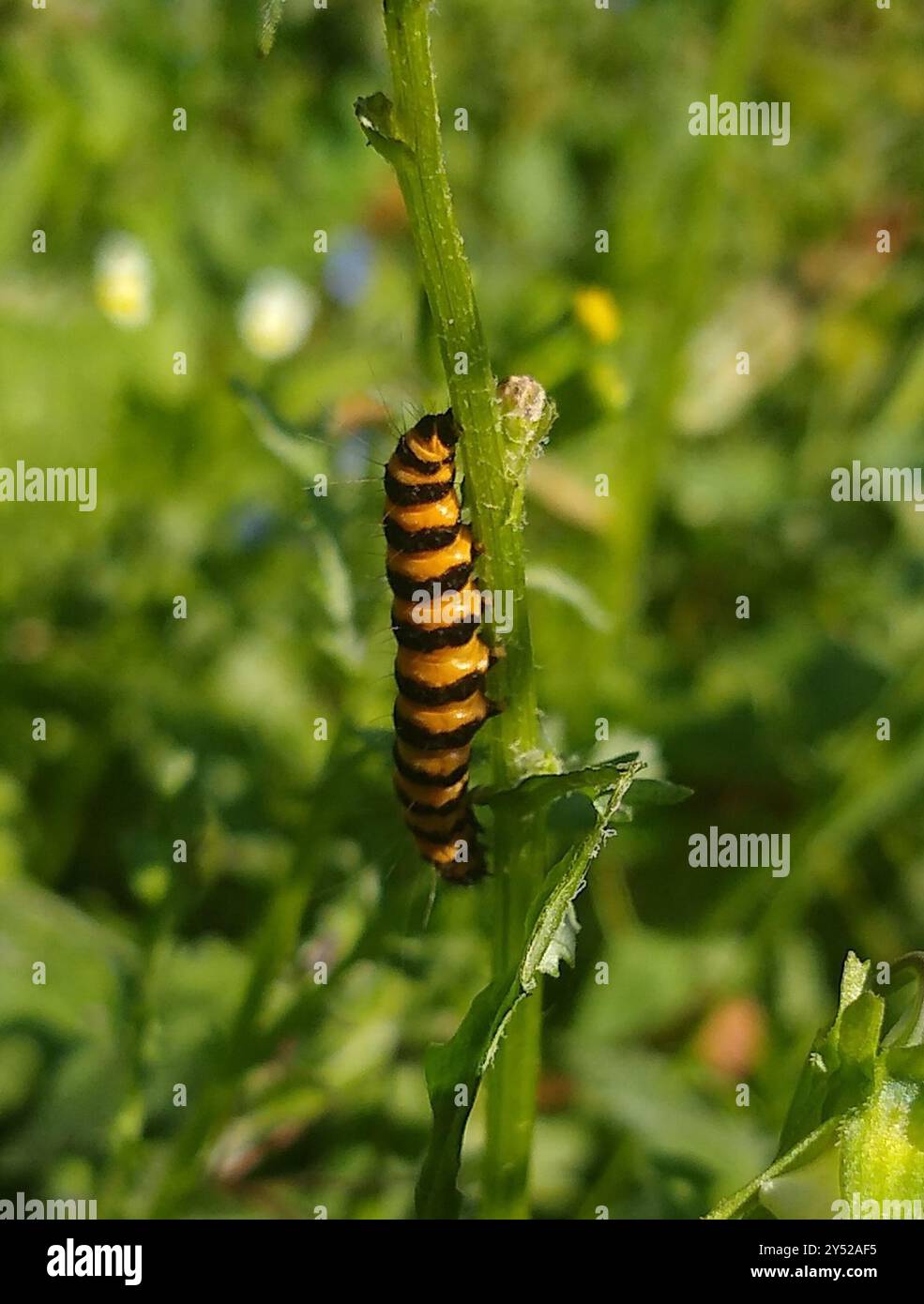 Cinnabar moth (Tyria jacobaeae) Insecta Stock Photo - Alamy