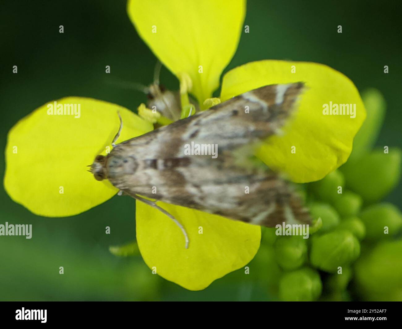 Feather-edged Petrophila (Petrophila fulicalis) Insecta Stock Photo - Alamy