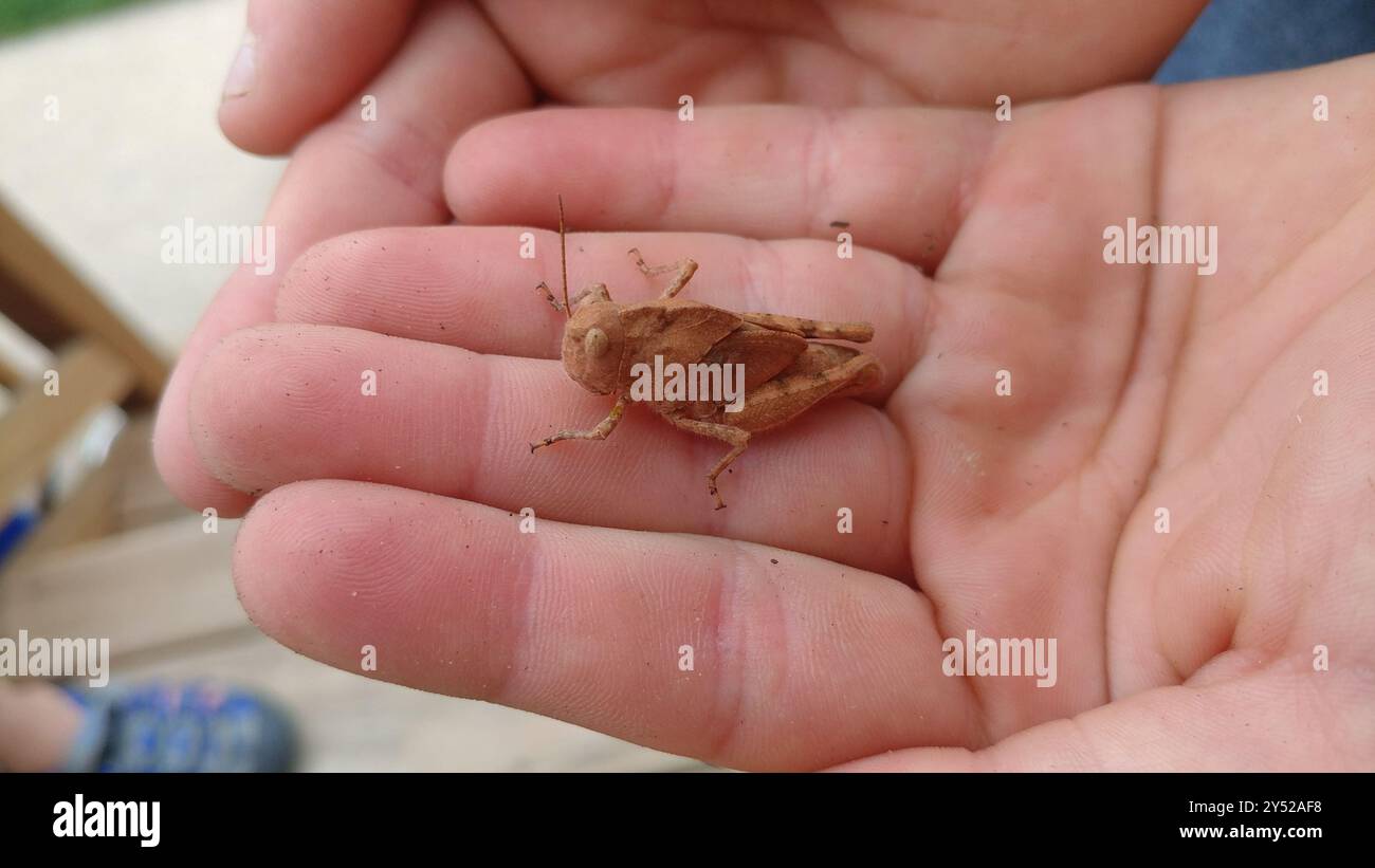 Carolina Grasshopper (Dissosteira carolina) Insecta Stock Photo - Alamy