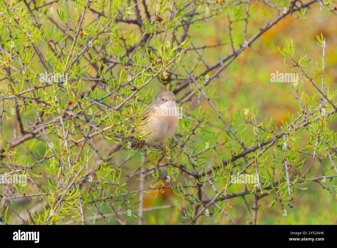 Western subalpine warbler, Curruca iberiae. Typical warbler Stock Photo ...