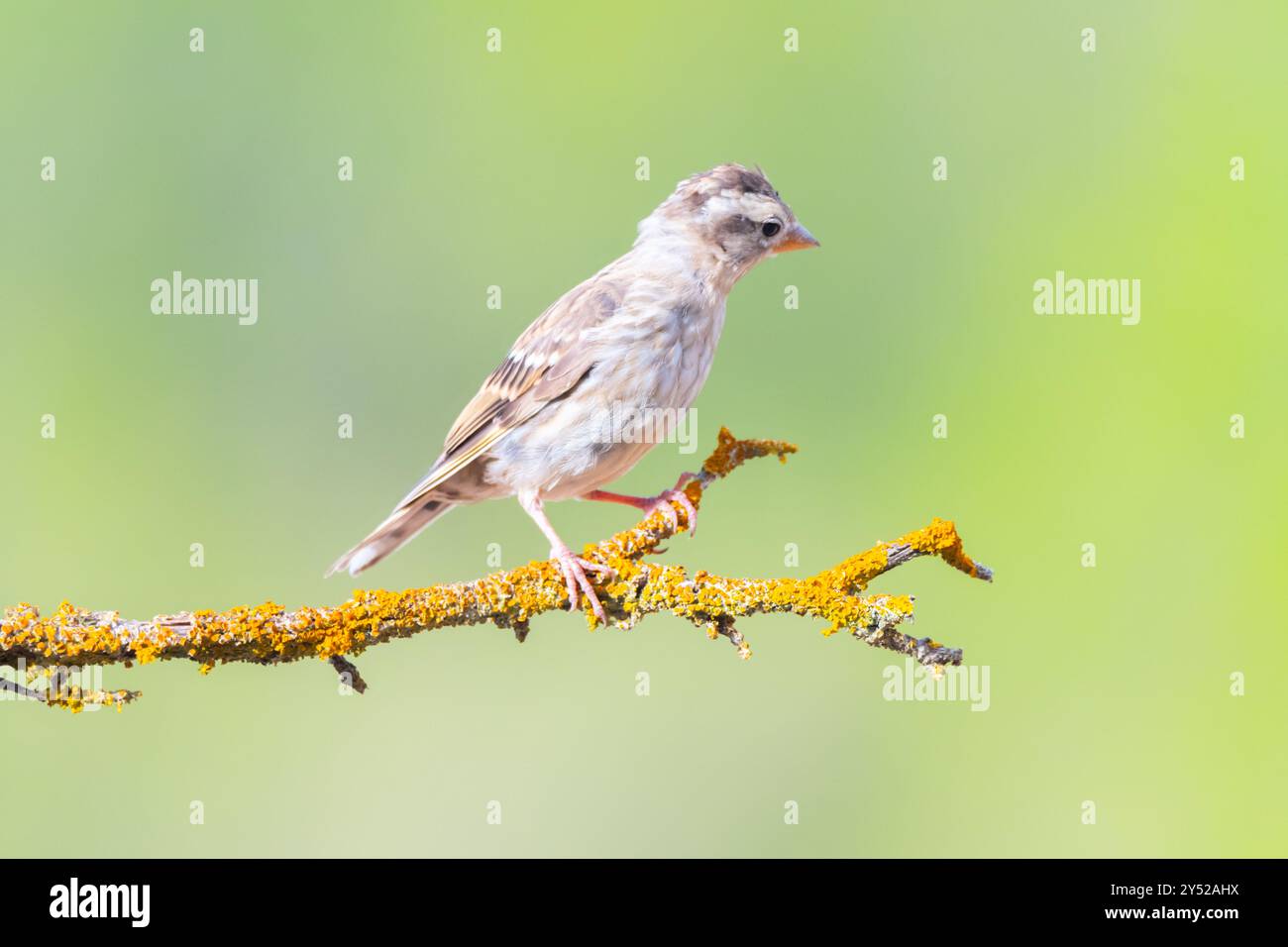 bird species of Rock Sparrow, Petronia petronia on a tree branch Stock ...