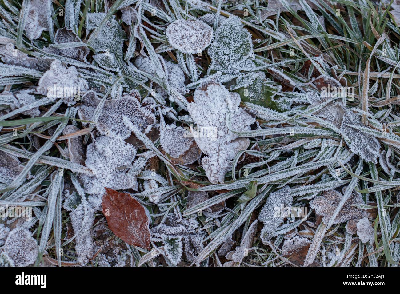 Frost covering grass and fallen leaves on the ground Stock Photo - Alamy