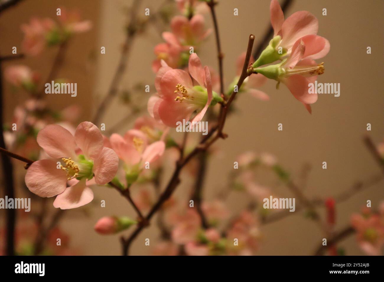 Close Up of a few Branches of Blooming Pink Flowering Quince Stock ...