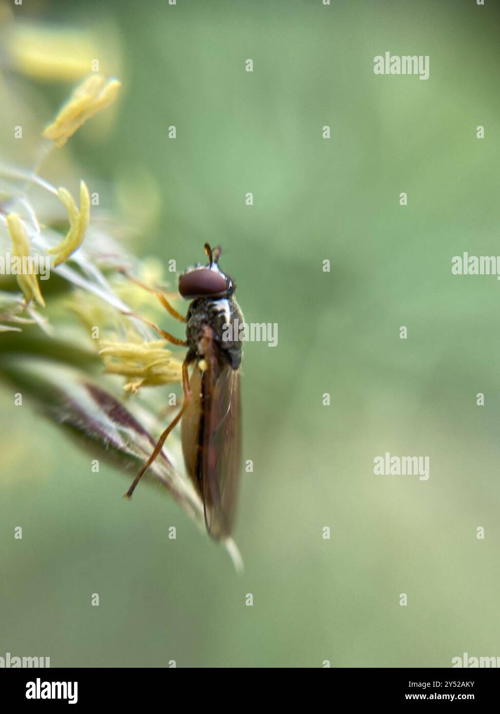Ladder-backed Hover Fly (Melanostoma scalare) Insecta Stock Photo - Alamy