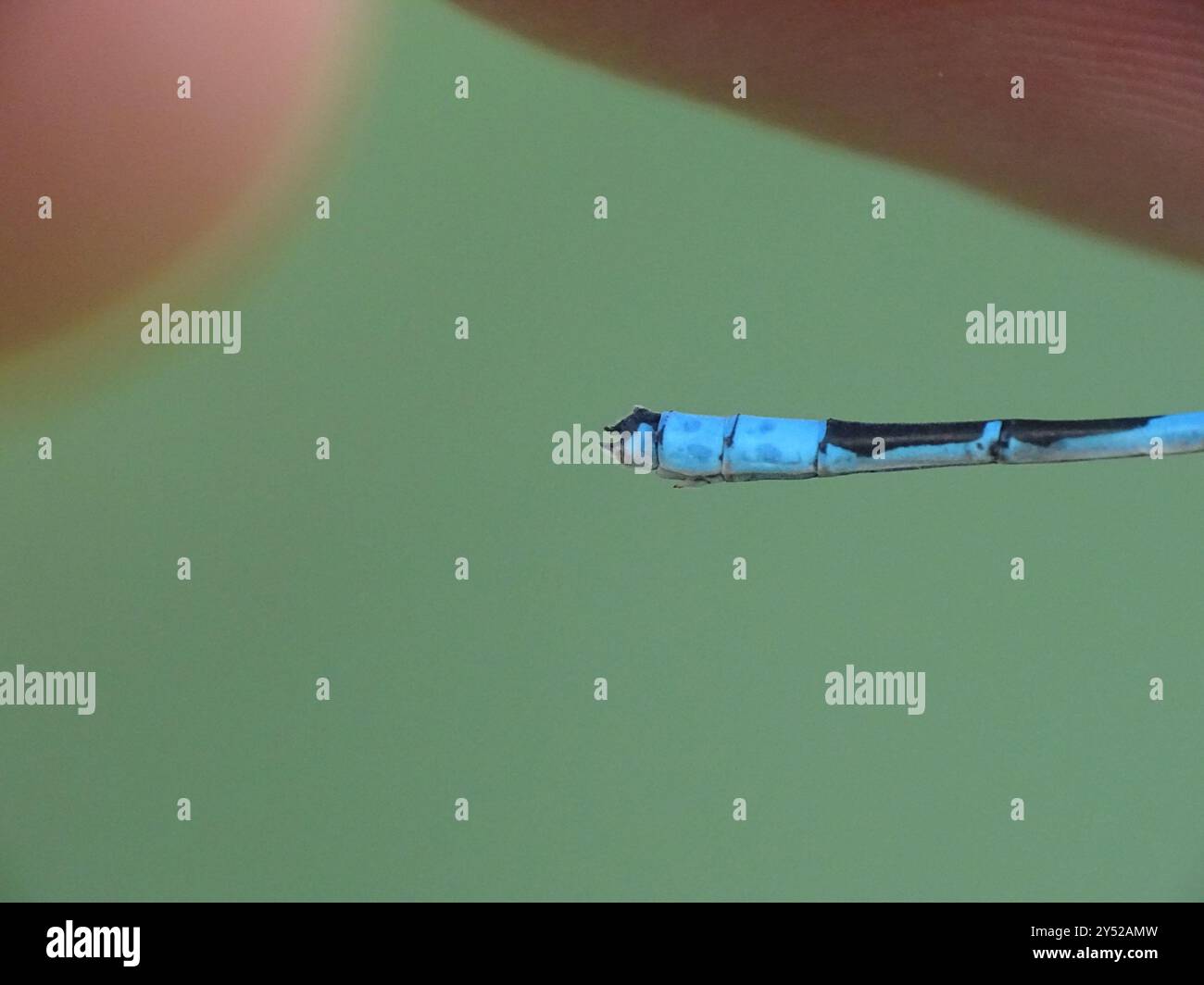 Hagen's Bluet (Enallagma hageni) Insecta Stock Photo - Alamy