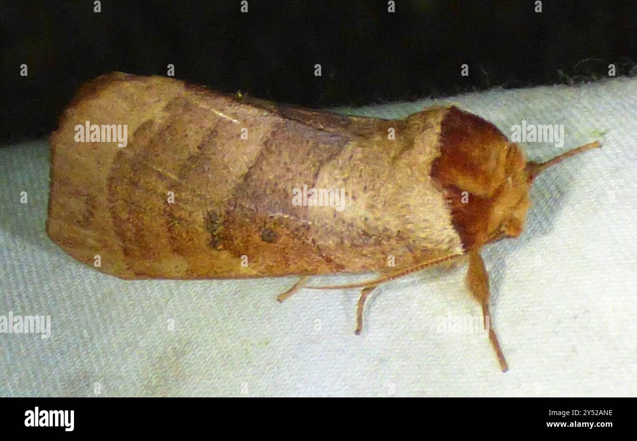 Azalea Caterpillar and Drexel's Datana Moths (Datana major) Insecta ...