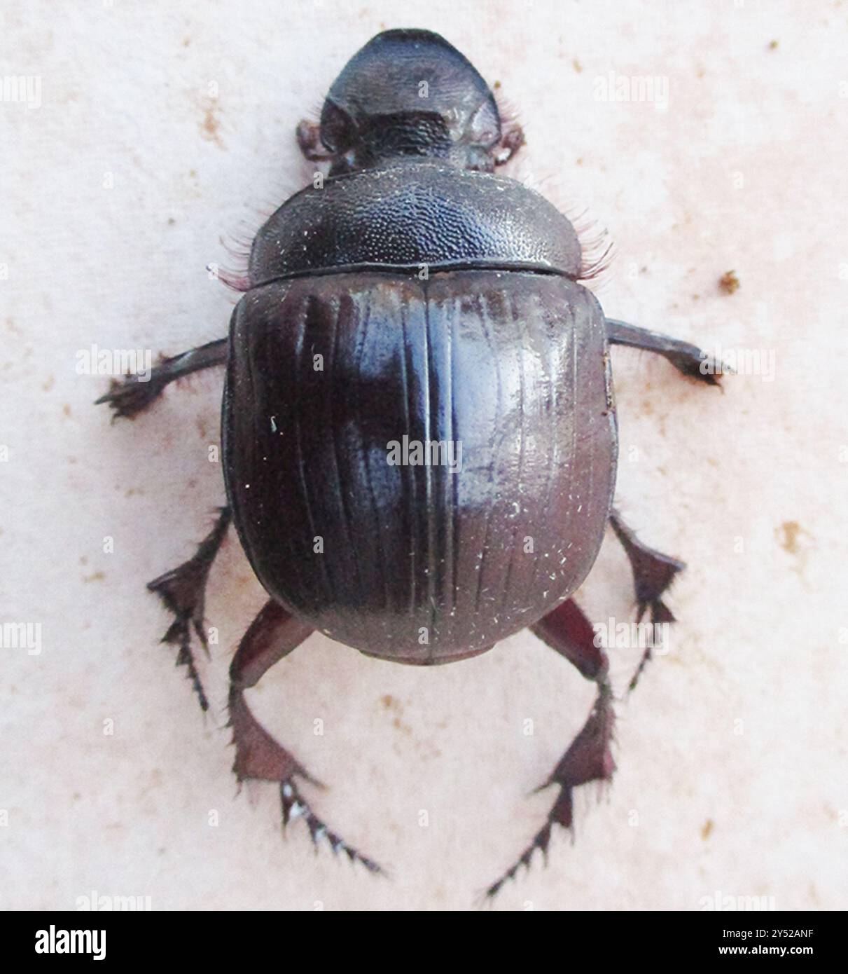 Giant Dung Beetles (Heliocopris) Insecta Stock Photo - Alamy